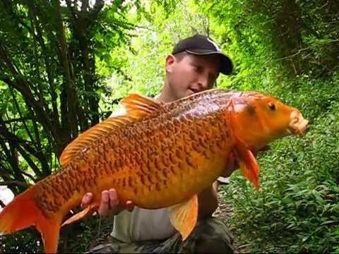 Karper runs in Australië – KWO